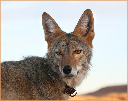 The Daily Coyote » Blog Archive » The Big Ears Of Summer