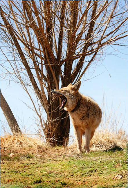 The Daily Coyote » Blog Archive » I Scream You Scream