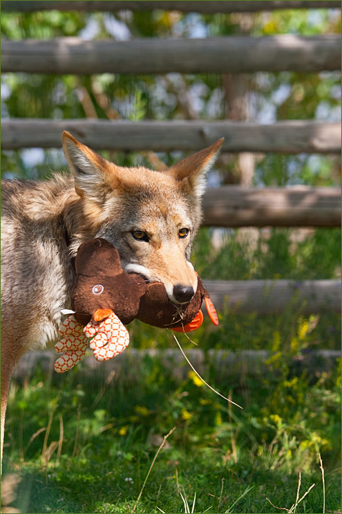 The Daily Coyote » Blog Archive » Afternoon Snack