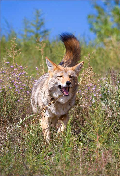 The Daily Coyote » Blog Archive » Easy To Be Happy