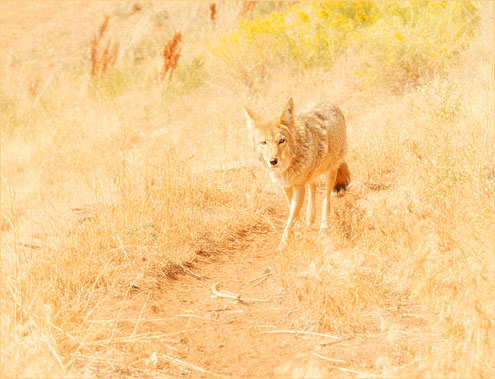 The Daily Coyote » Blog Archive » White Light, White Heat